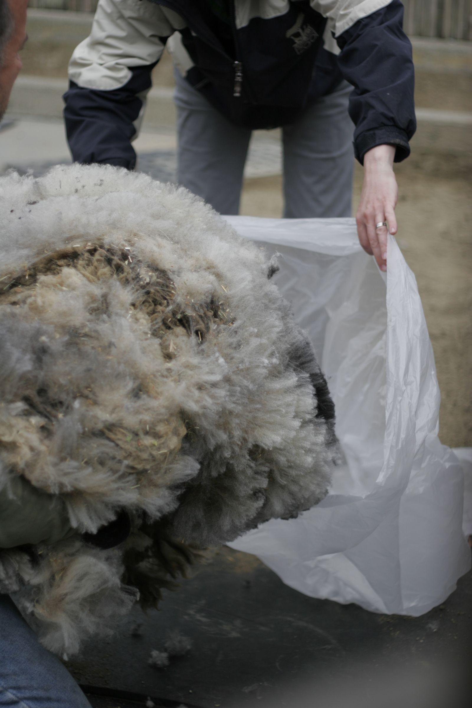 Wash Wool or Other Fibers for Spinning. : 5 Steps (with Pictures ...