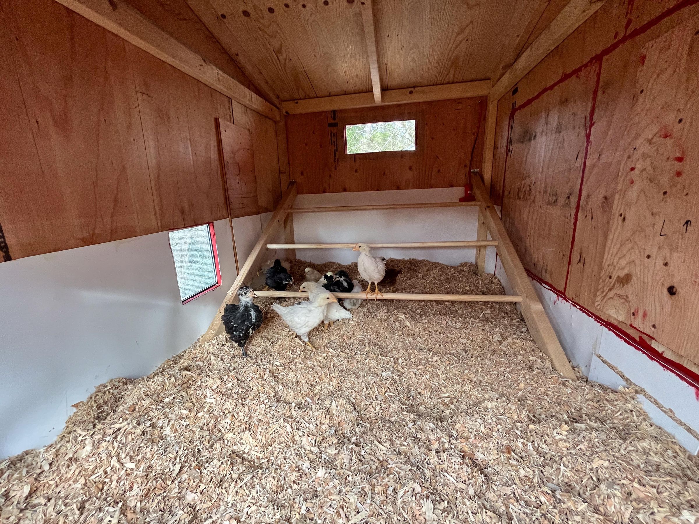 Build a DIY Chicken Palace : 7 Steps (with Pictures) - Instructables