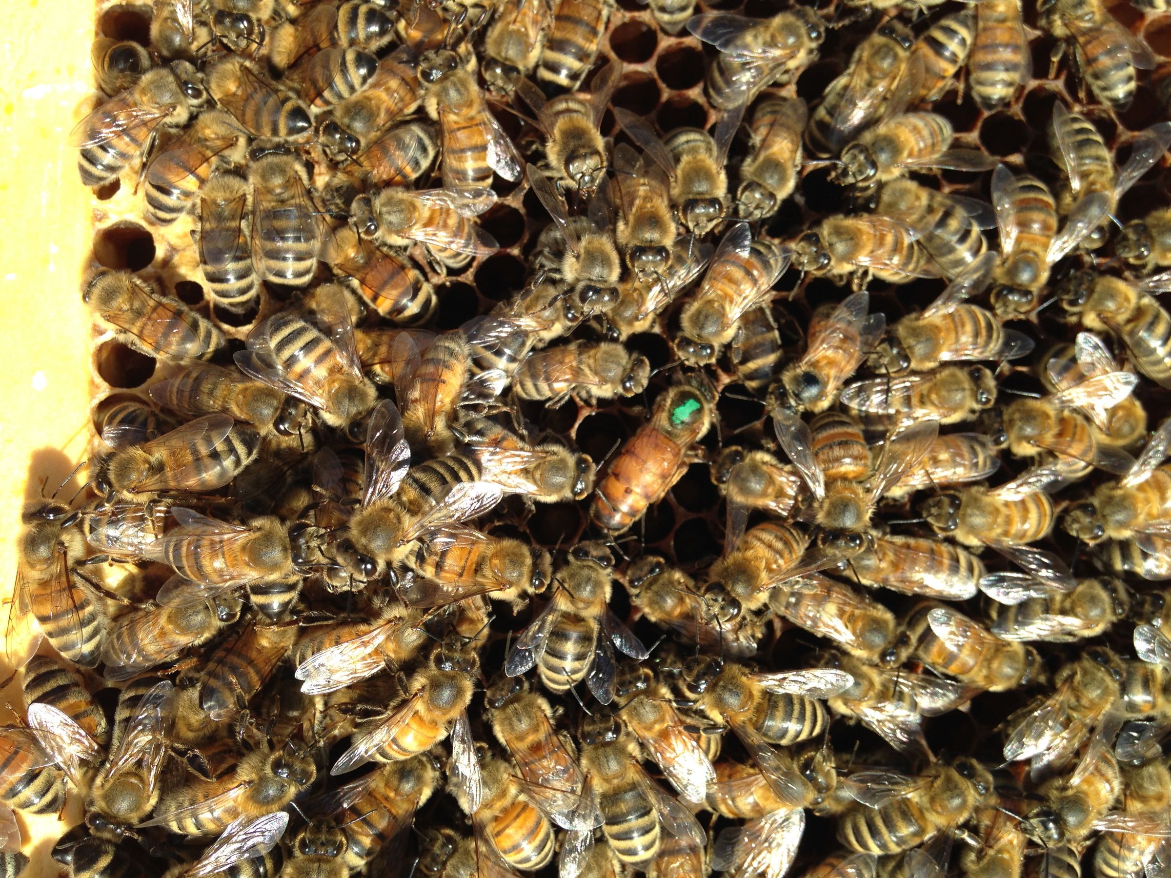 How to Make a Nucleus Honeybee Colony (and Prevent Established Hives ...