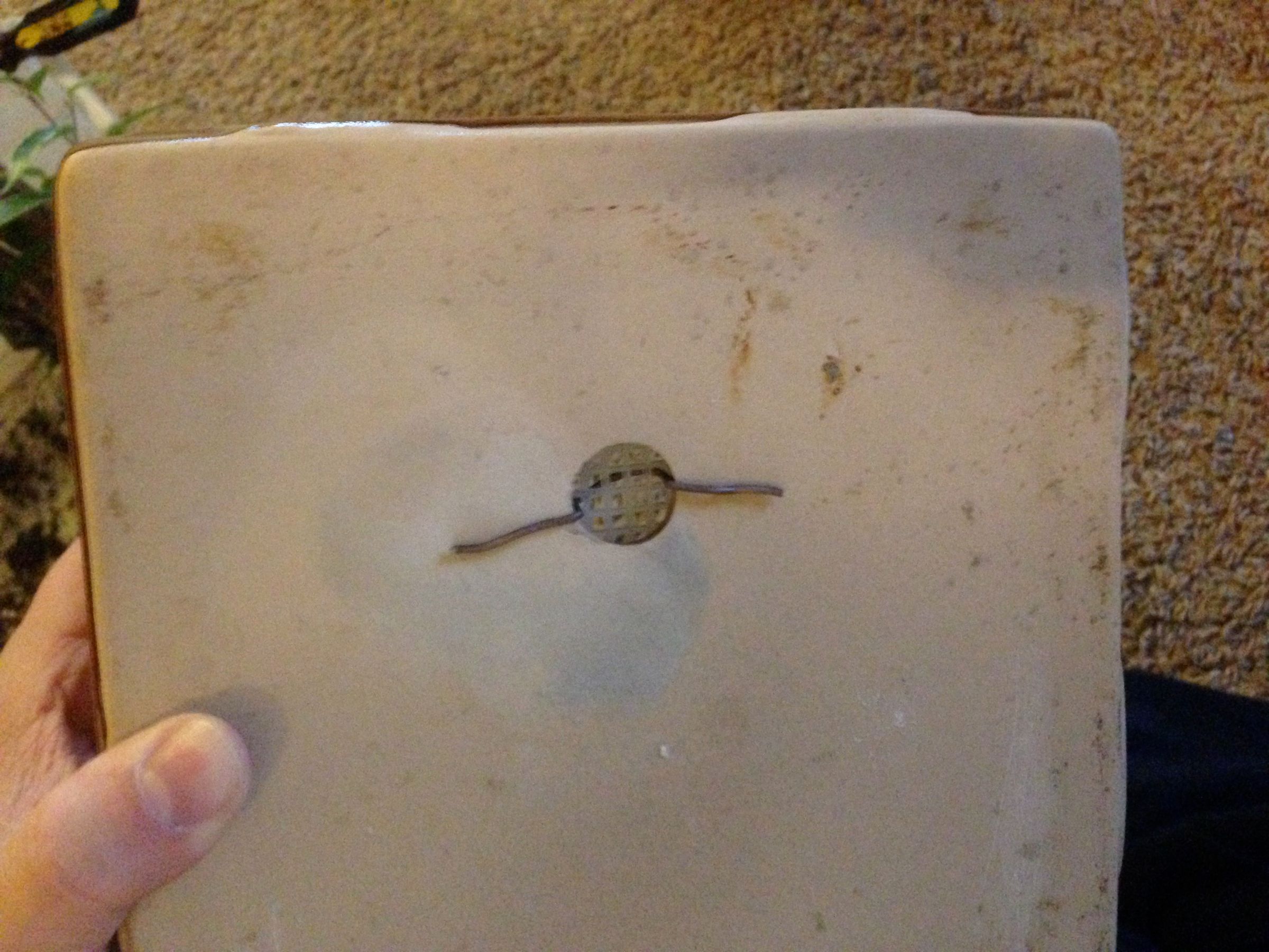 Bonsai Basics 1: Rescuing "Mallsai" : 7 Steps - Instructables