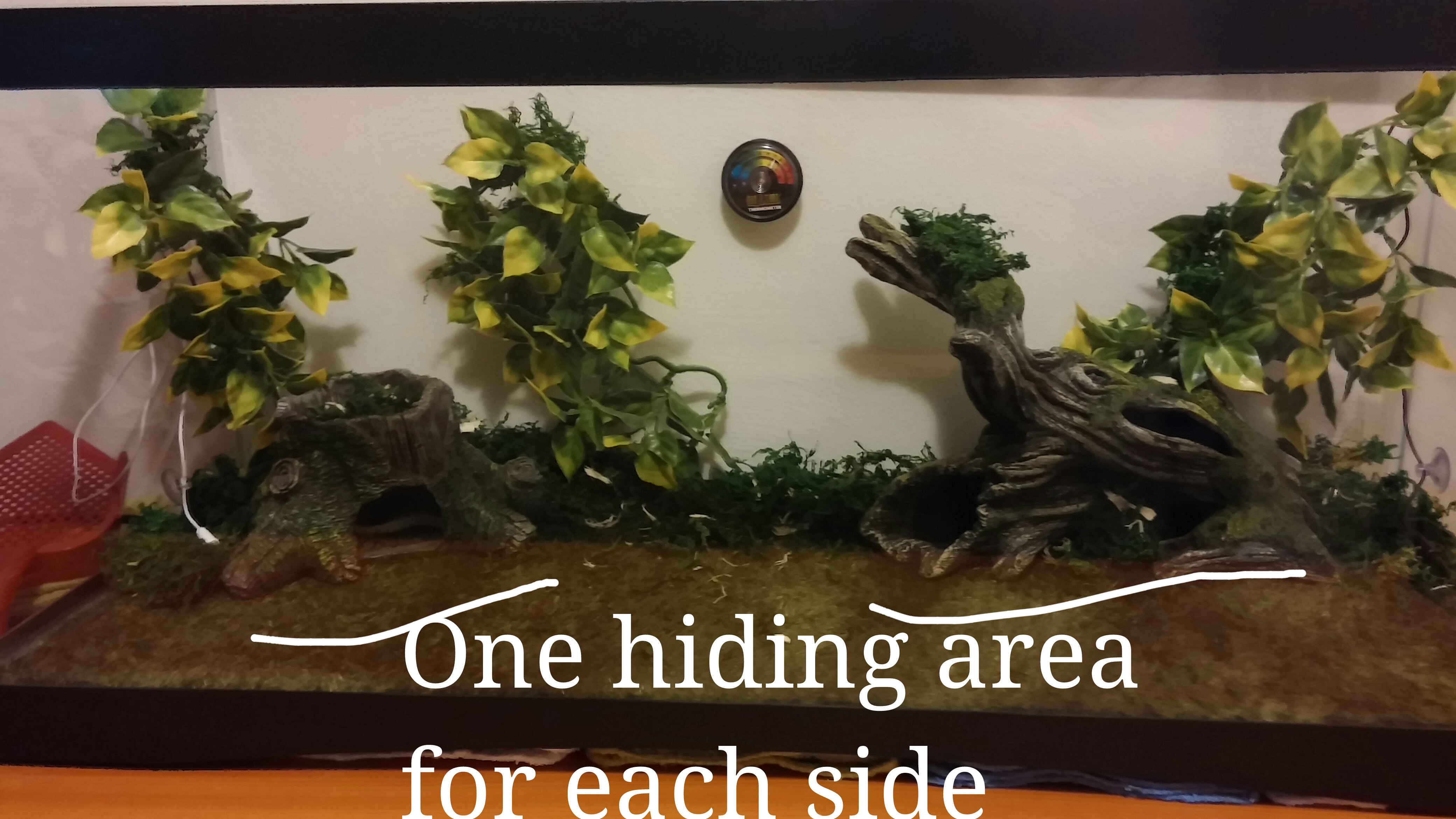How to Set Up a Reptile Terrarium : 8 Steps (with Pictures) - Instructables