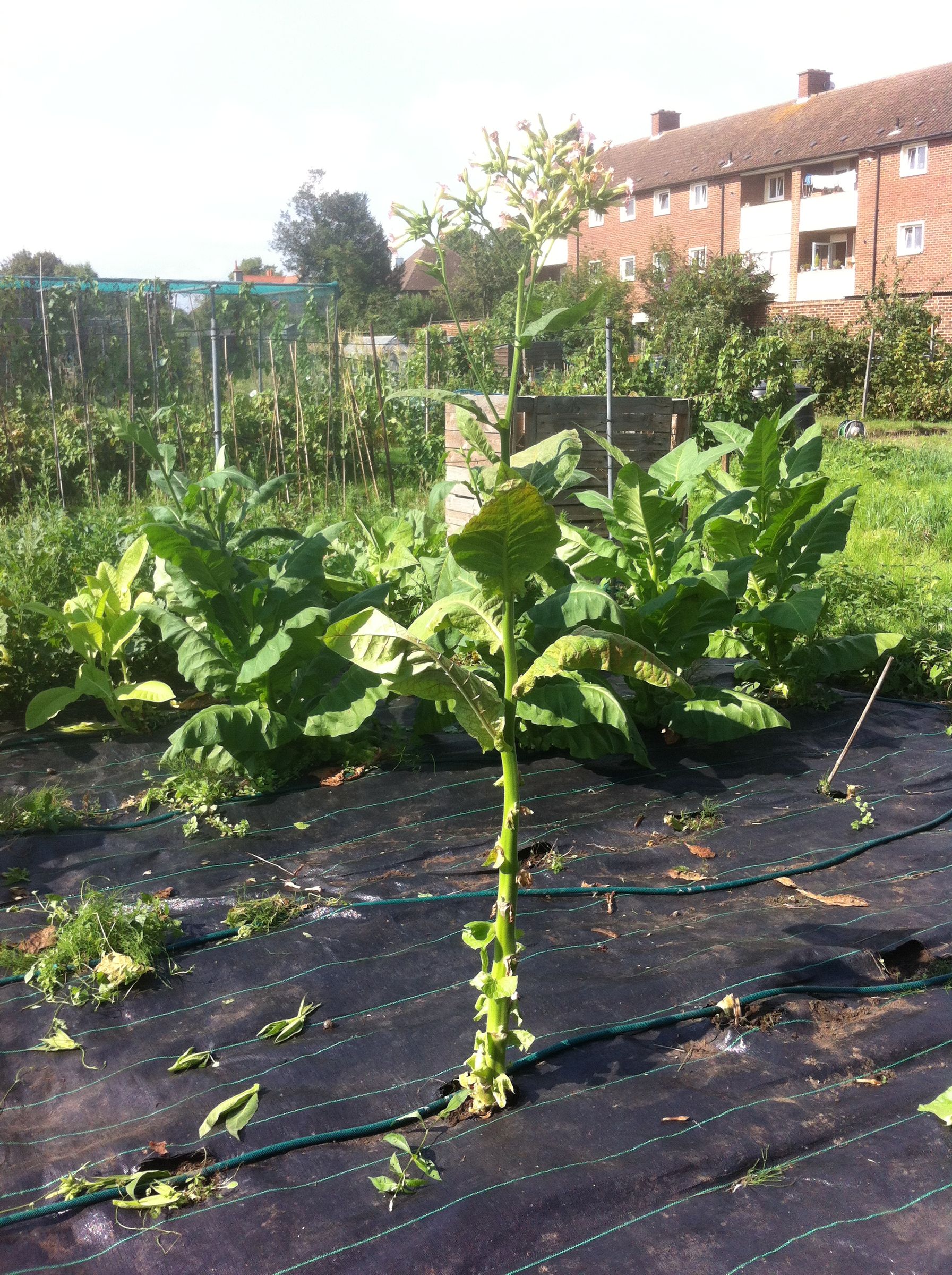 Growing Tobacco : 6 Steps (with Pictures) - Instructables