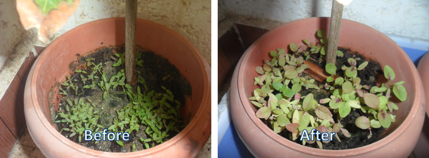 Super Simple Sub-irrigation System - Instructables
