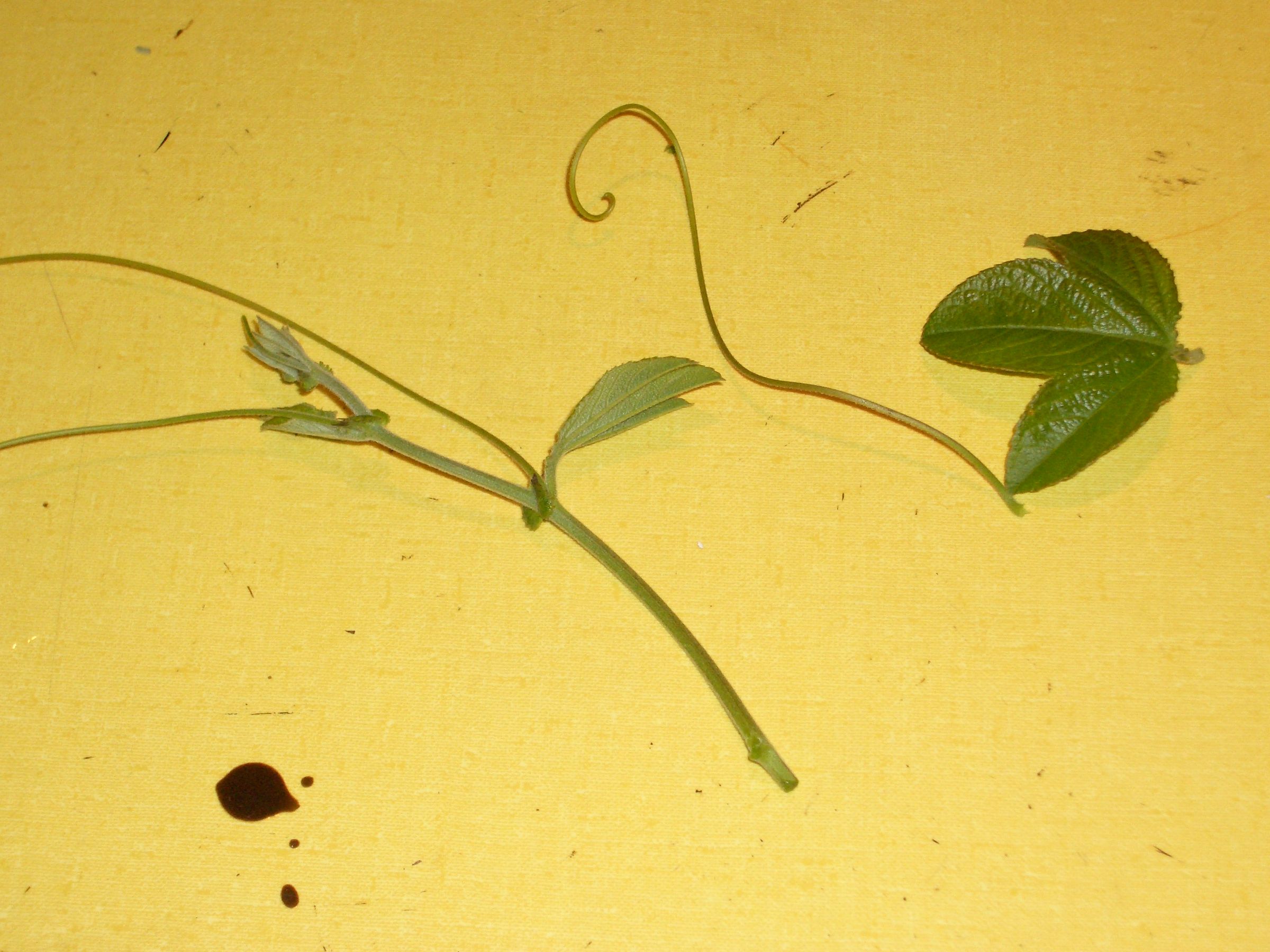 Rooting Plant Cuttings : 12 Steps - Instructables
