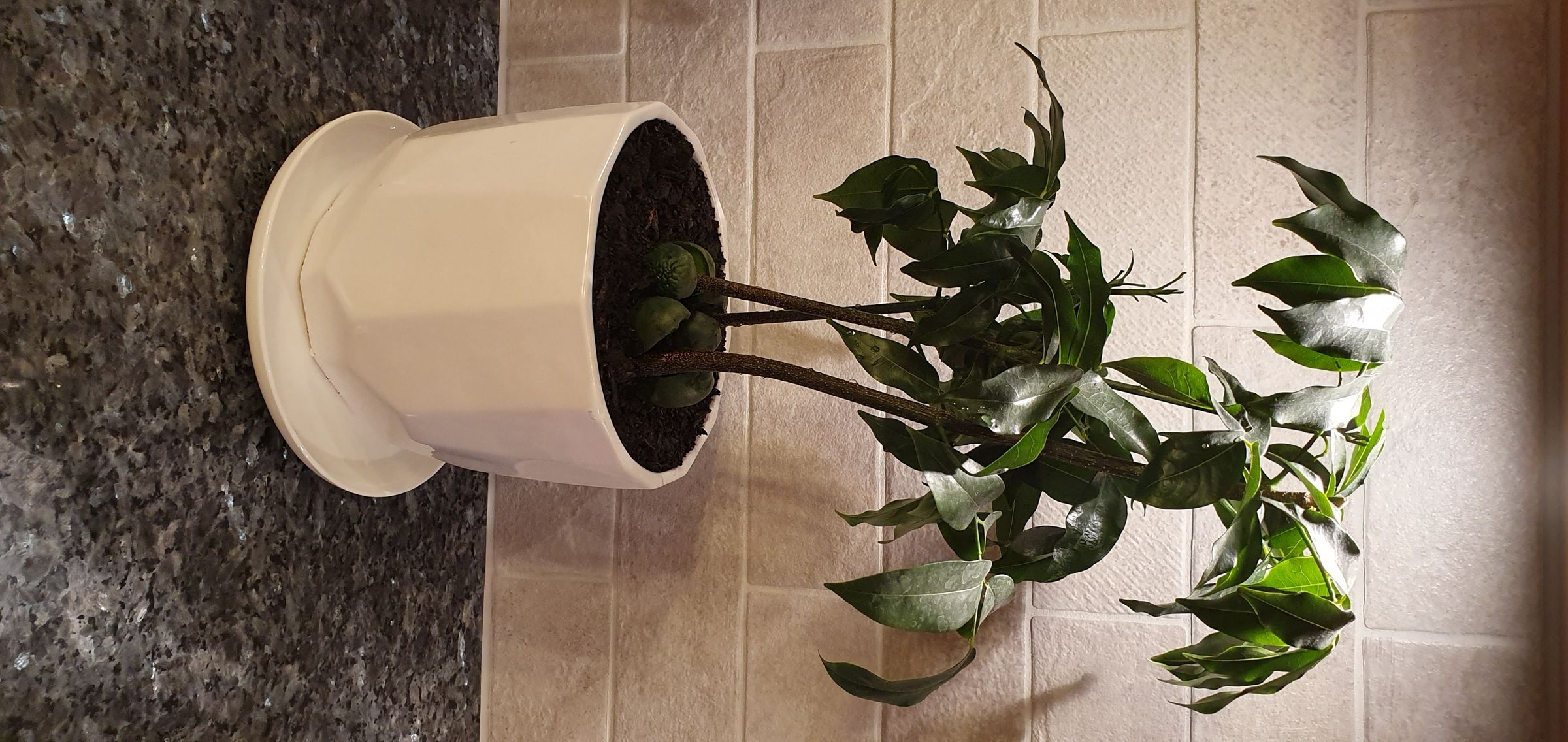 Re-Pot a Magical Bean : 6 Steps (with Pictures) - Instructables