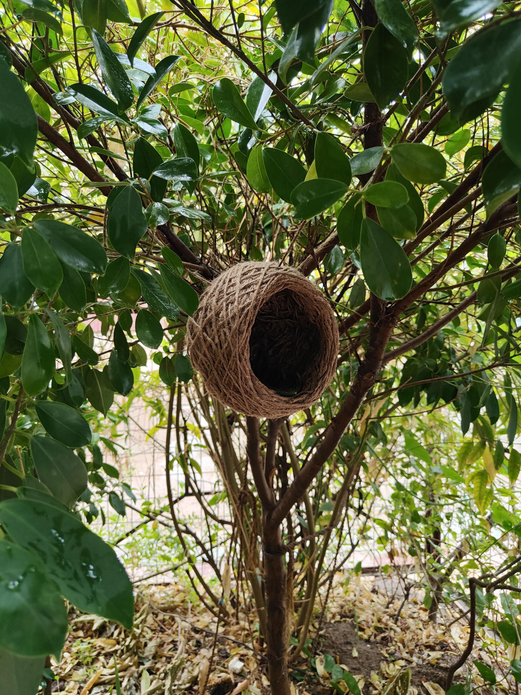 Bird's Nest From Jute Thread: Perfect Home for Our Little Buddies : 9 ...