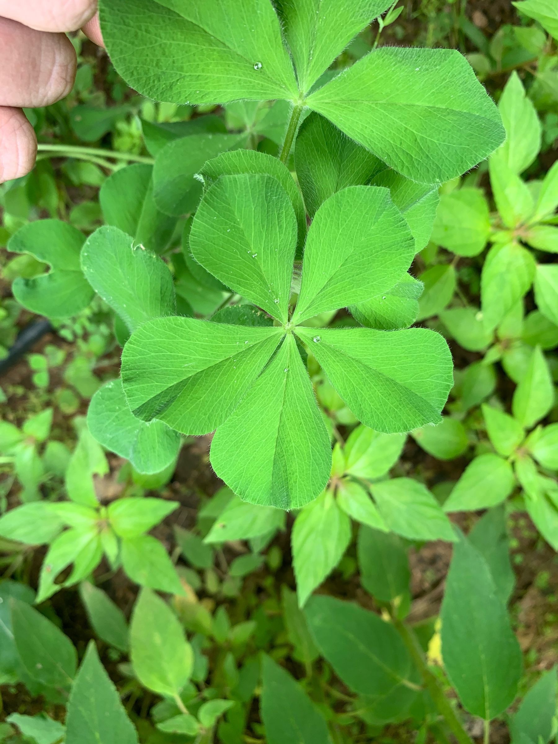 How to Find a 4 Leaf Clover in 5 Minutes! : 9 Steps - Instructables