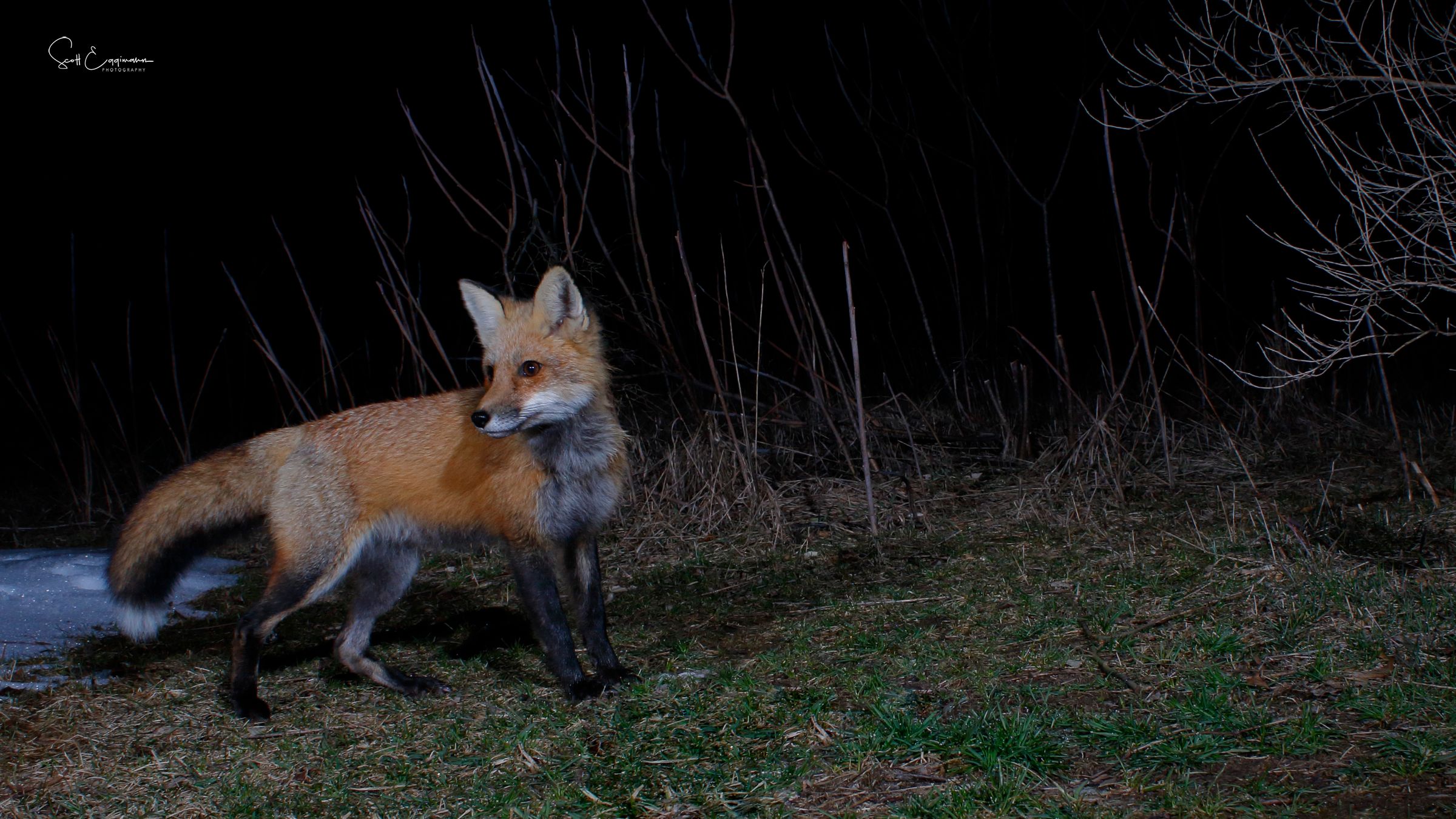 Building an Active Infrared DSLR Camera Trap for Wildlife Photography ...