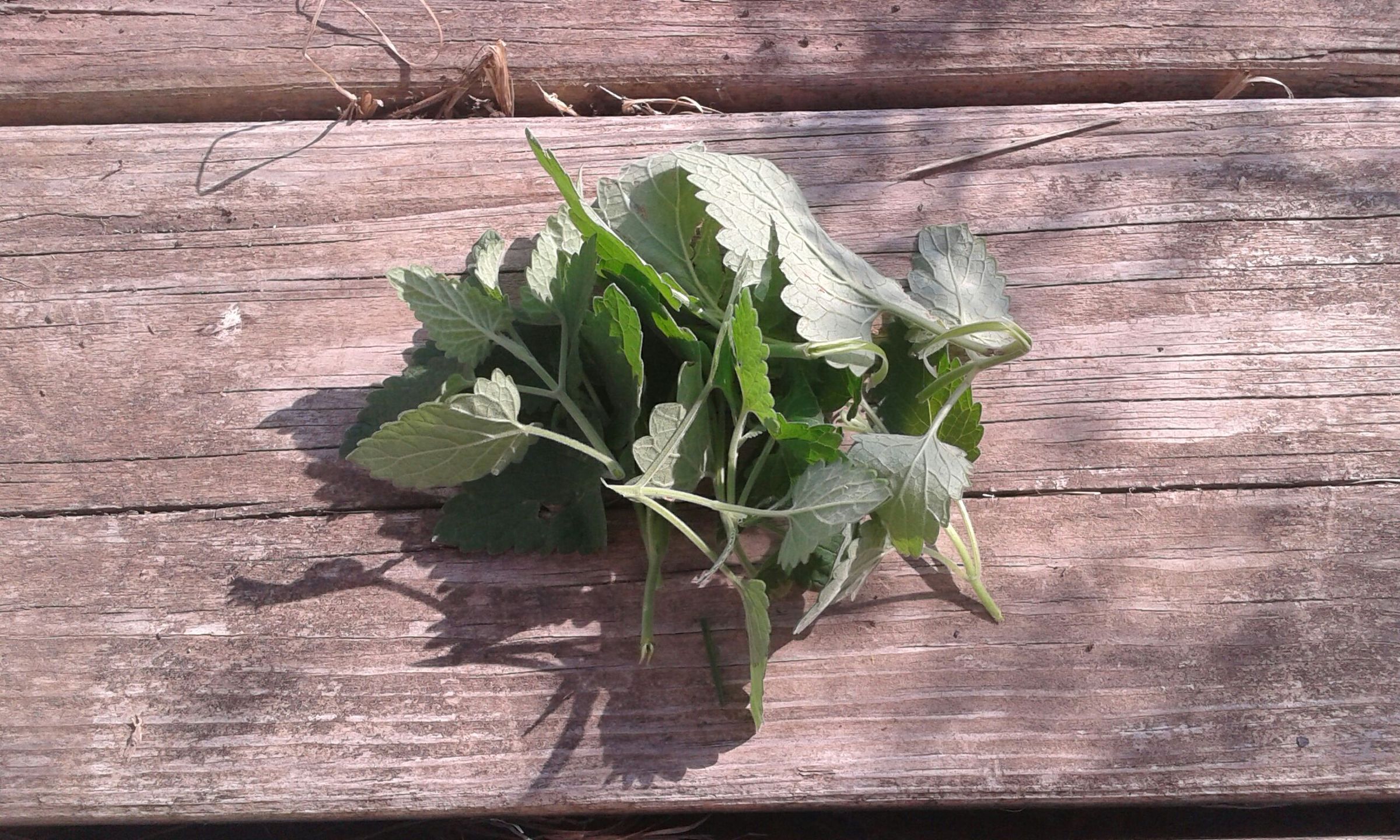 All Natural Mint Tea : 6 Steps (with Pictures) - Instructables