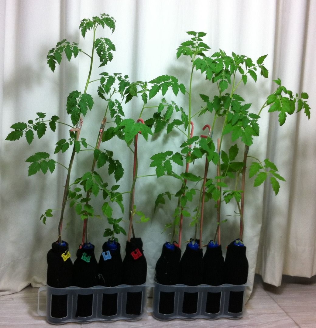 DIY Hydroponic Growing Bottle - Instructables