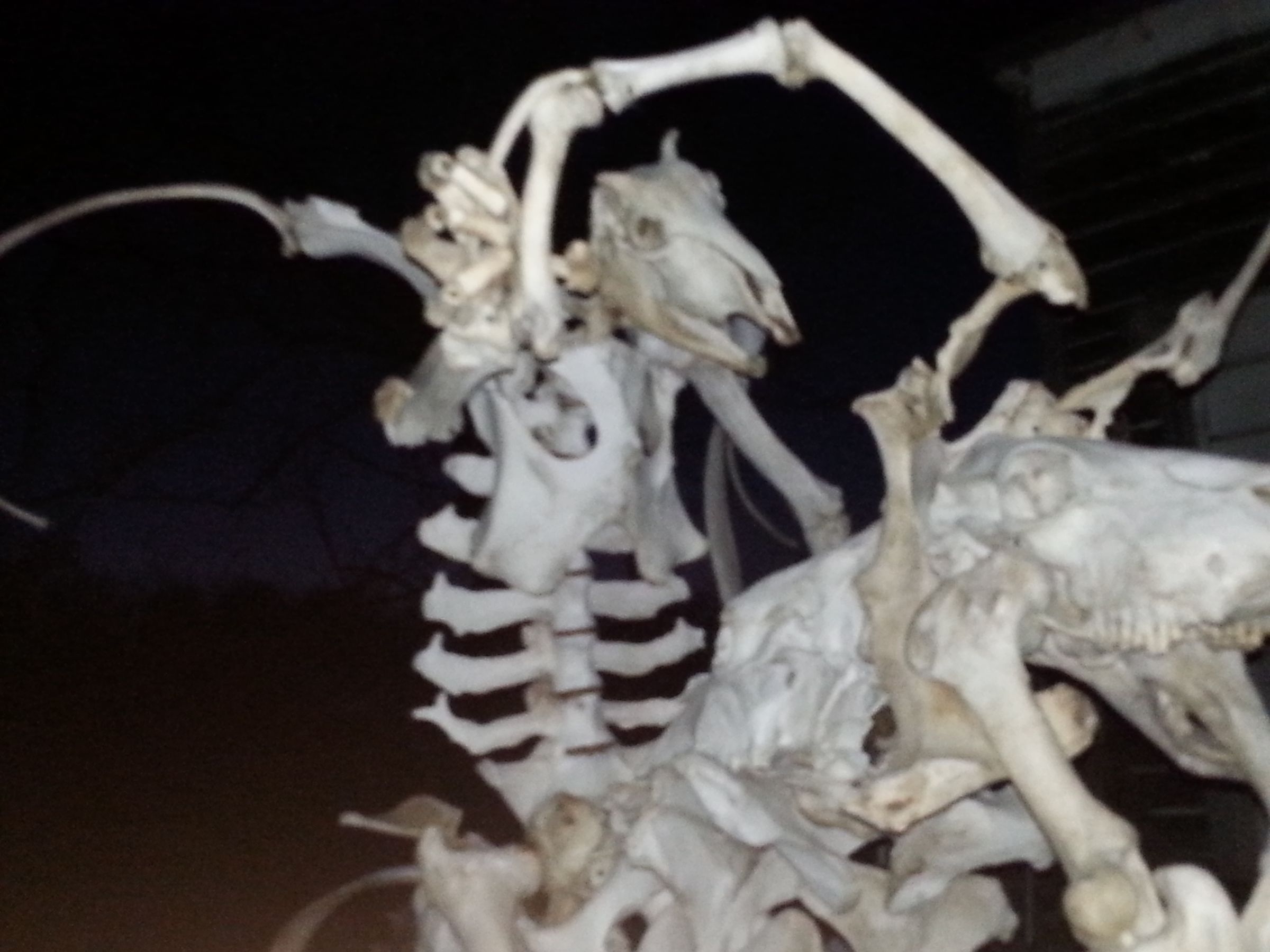 Bone Sculptures : 11 Steps (with Pictures) - Instructables