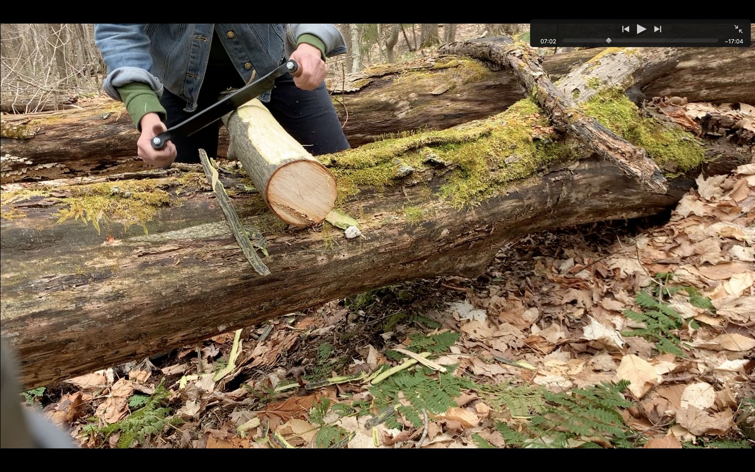 Harvesting Bark From Downed Trees for Baskets : 7 Steps (with Pictures ...