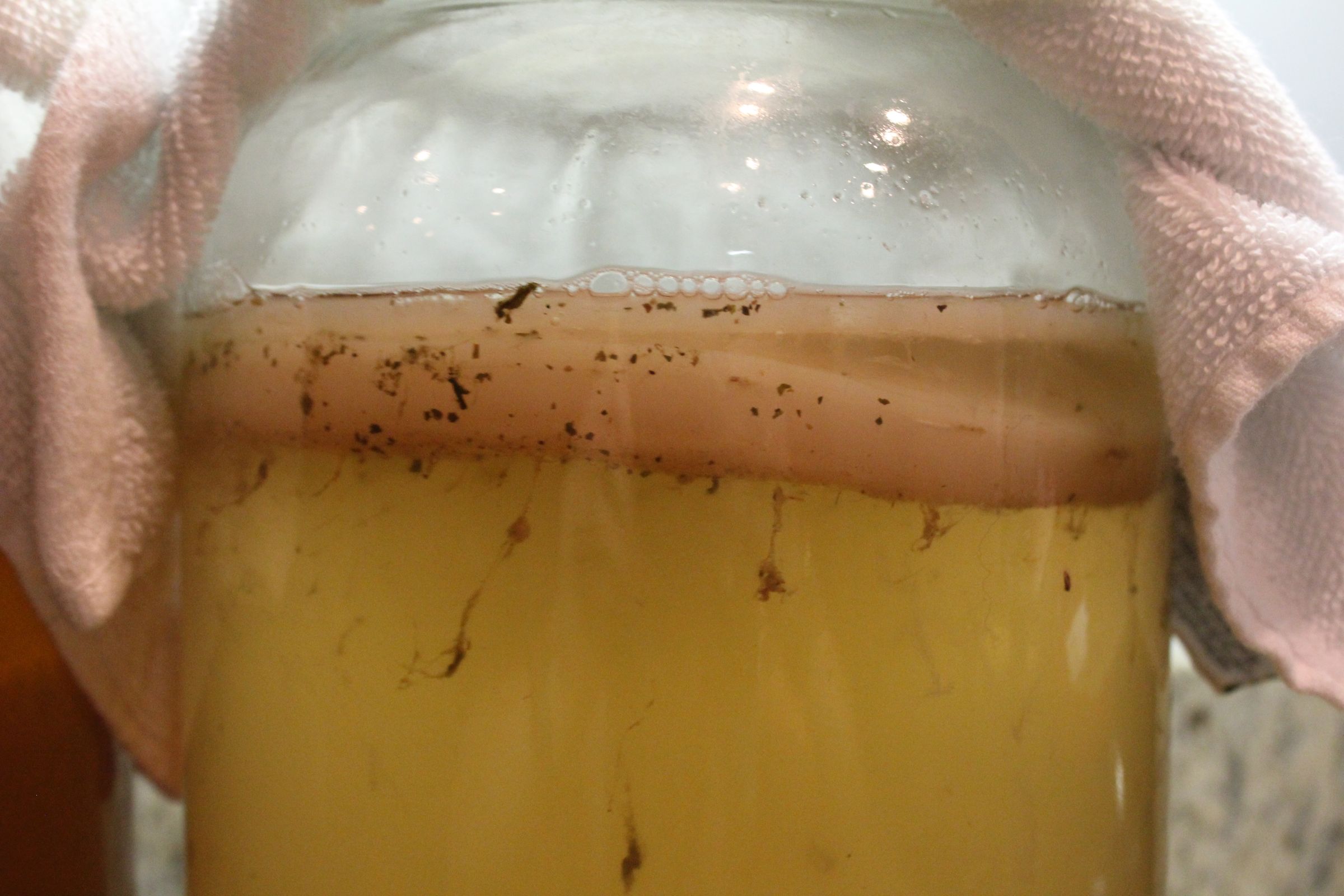 Double Fermented Kombucha : 10 Steps (with Pictures) - Instructables