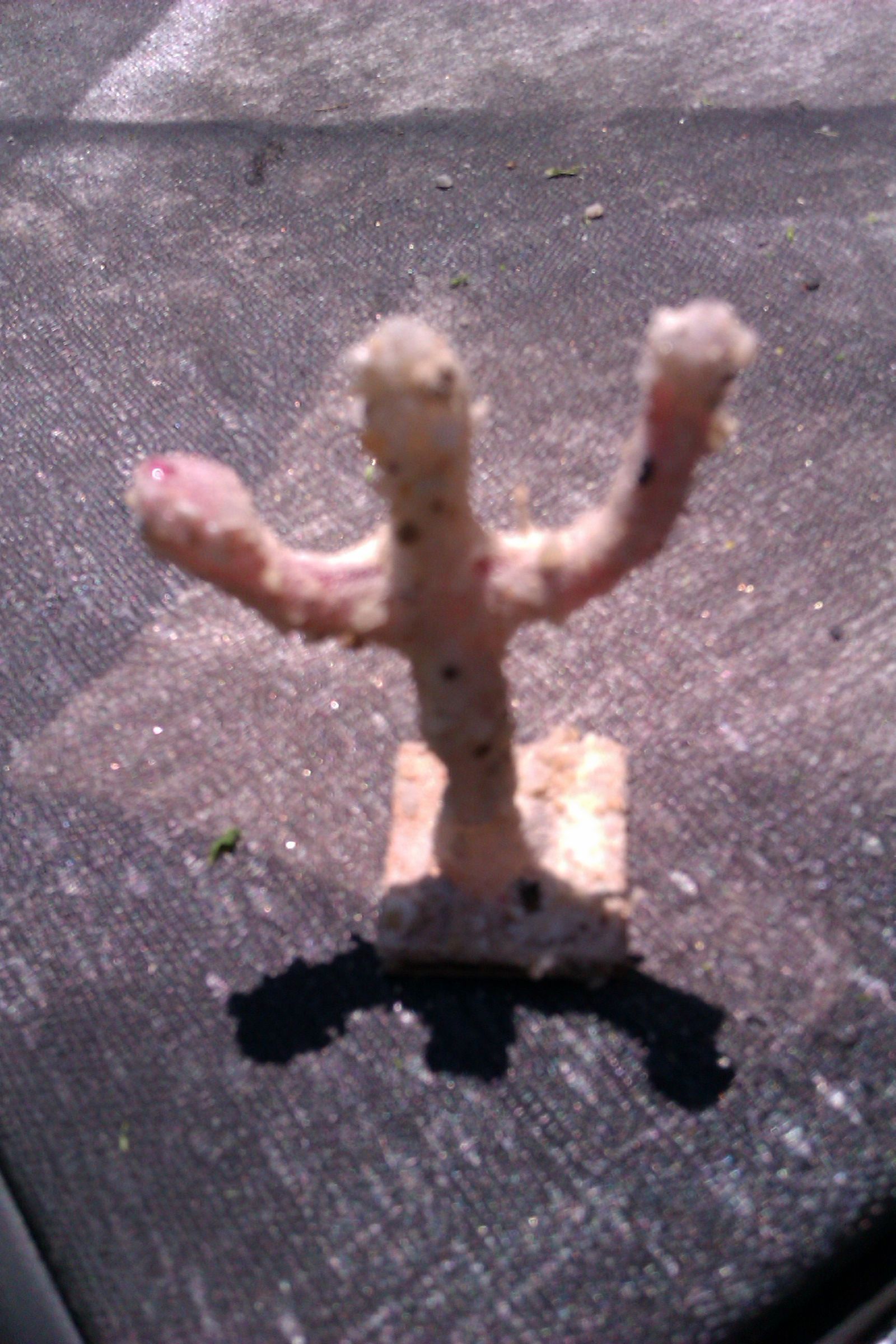 RPG Cactus : 9 Steps - Instructables