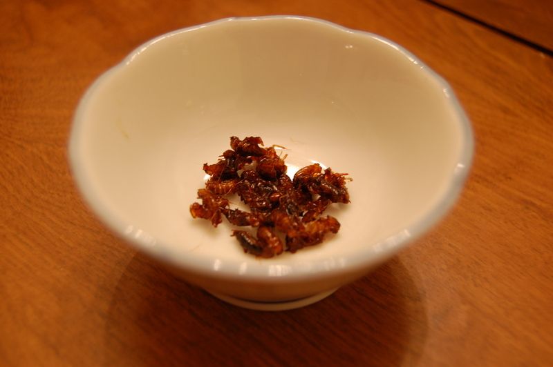 How to Cook Cockroaches - a Solution to the Global Food Crisis : 6 ...