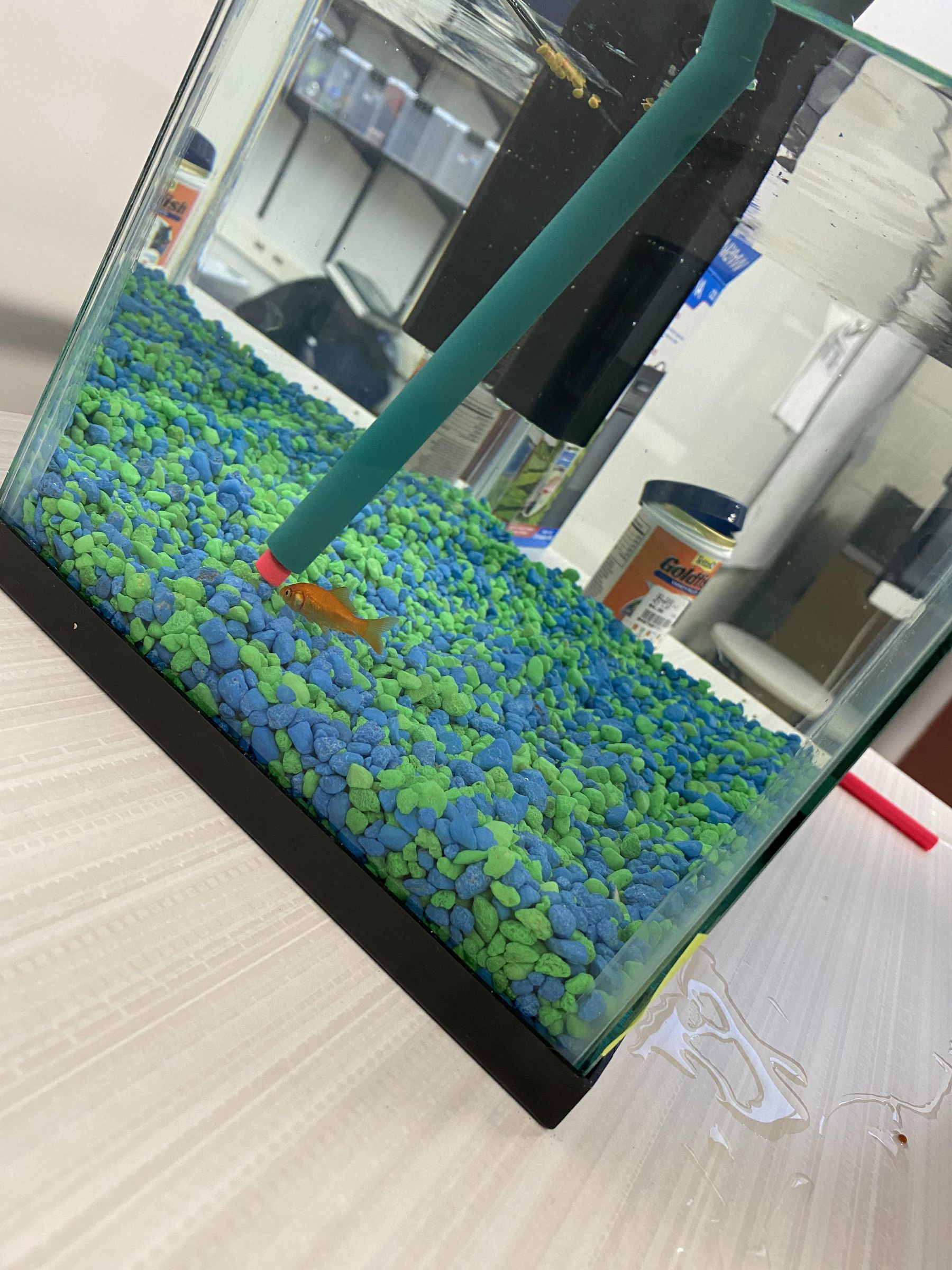 Training a Fish : 4 Steps - Instructables