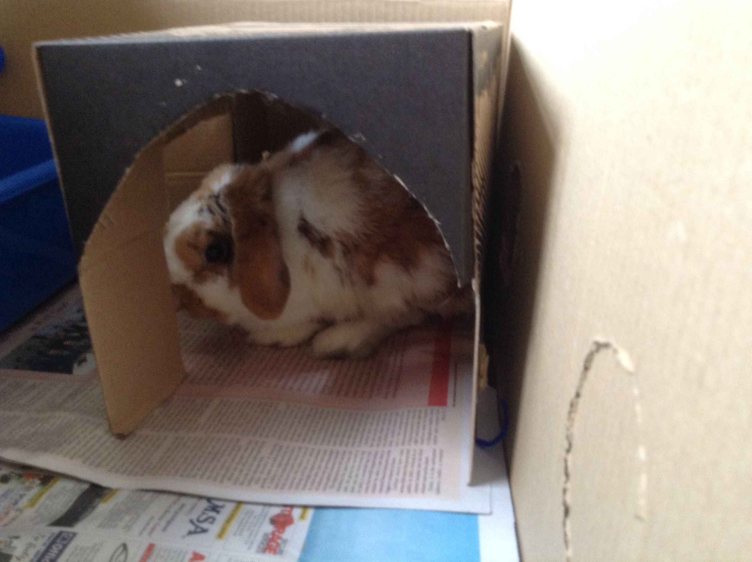 What You Need Inside a Rabbit Cage : 9 Steps - Instructables