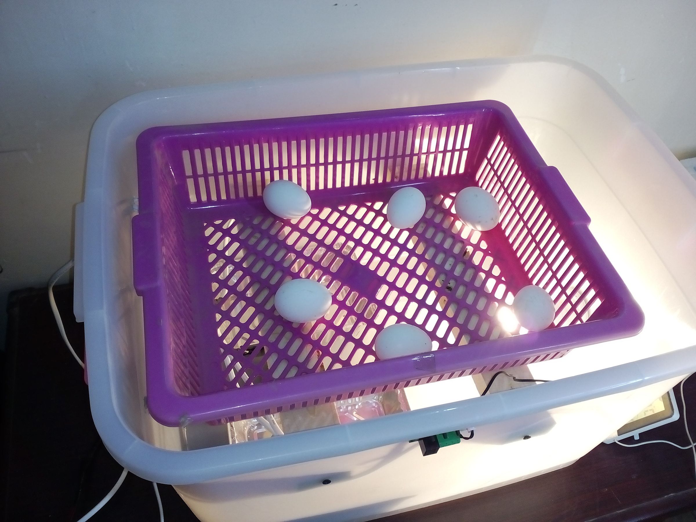 How to Make Homemade Incubator | Egg Hatcher at Home : 5 Steps (with ...