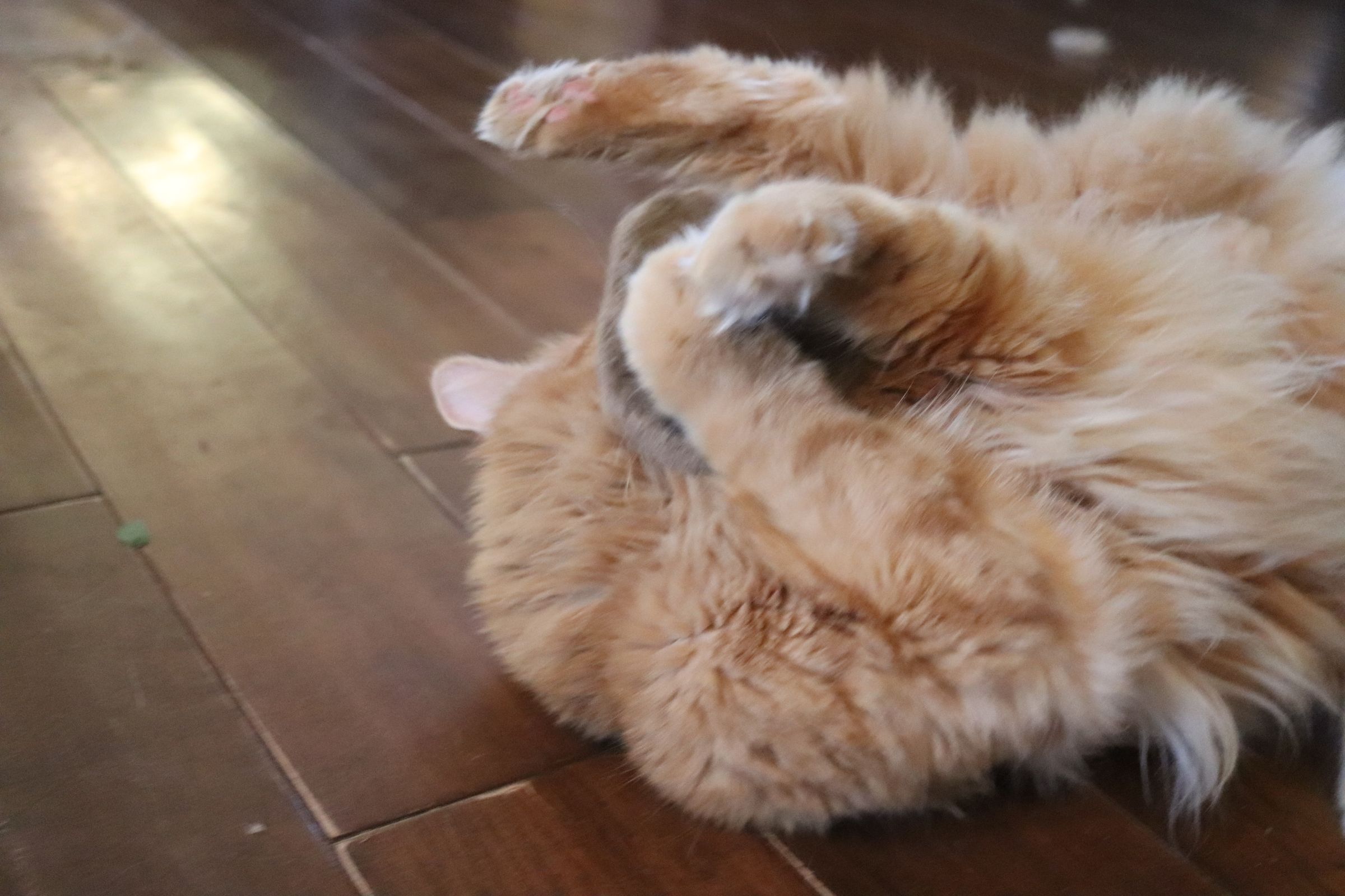 Felted Cat Fur Cat Hat : 3 Steps (with Pictures) - Instructables