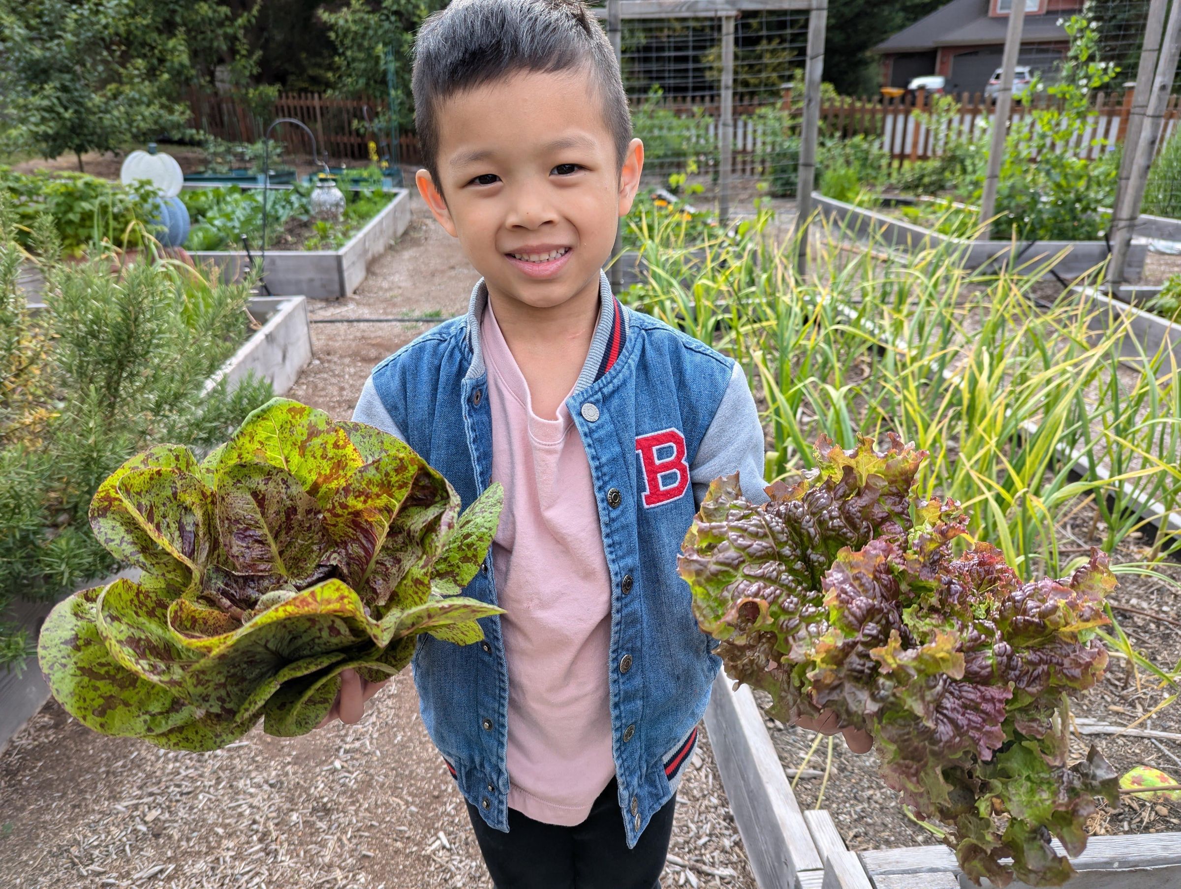DIY: Transforming My Front Yard From Grass to a Vegetable Garden : 8 ...