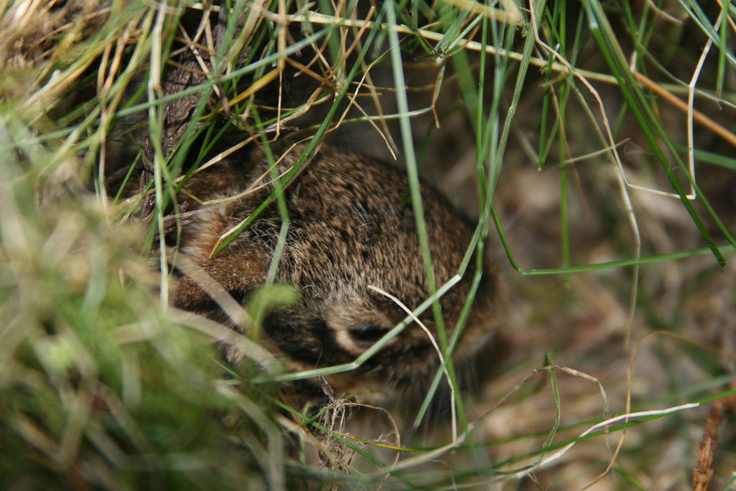 How to Care for a Wild Rabbit Nest : 5 Steps (with Pictures ...