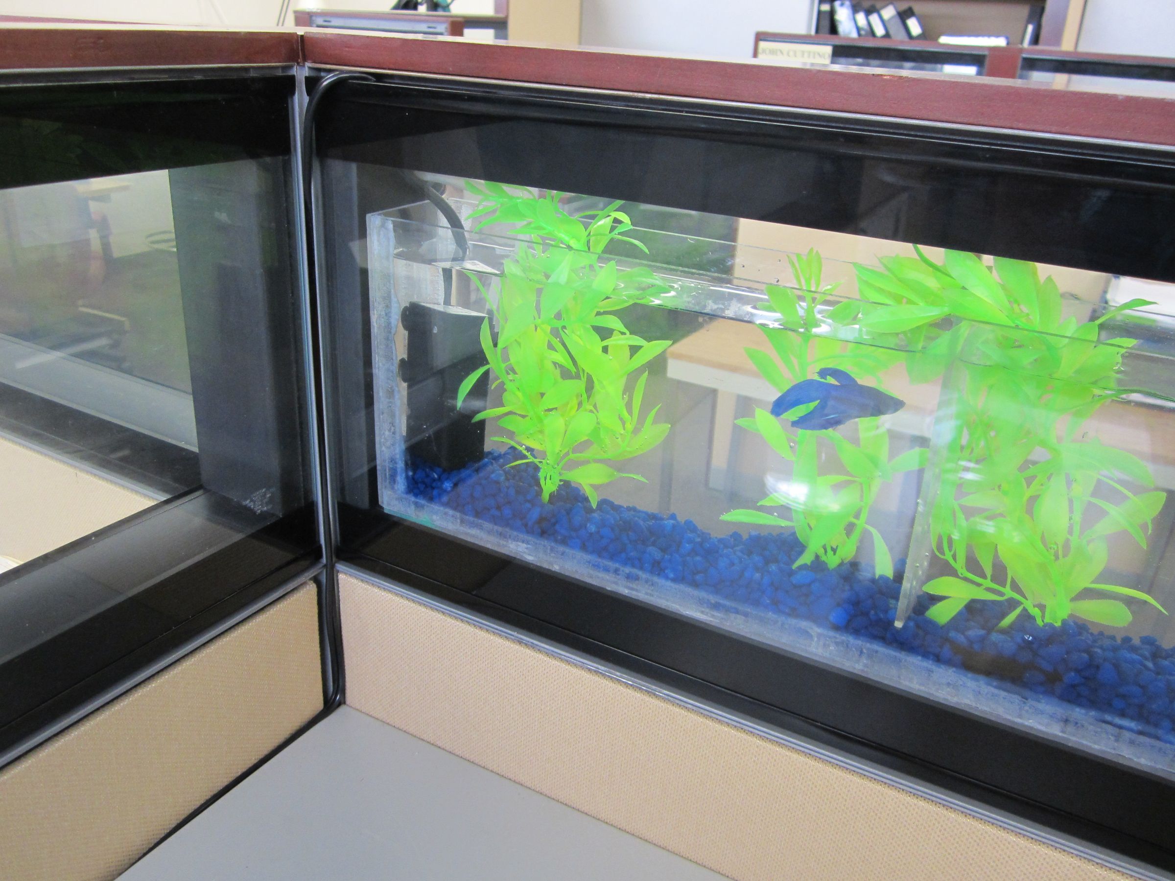 DIY Office Fishtank : 4 Steps - Instructables