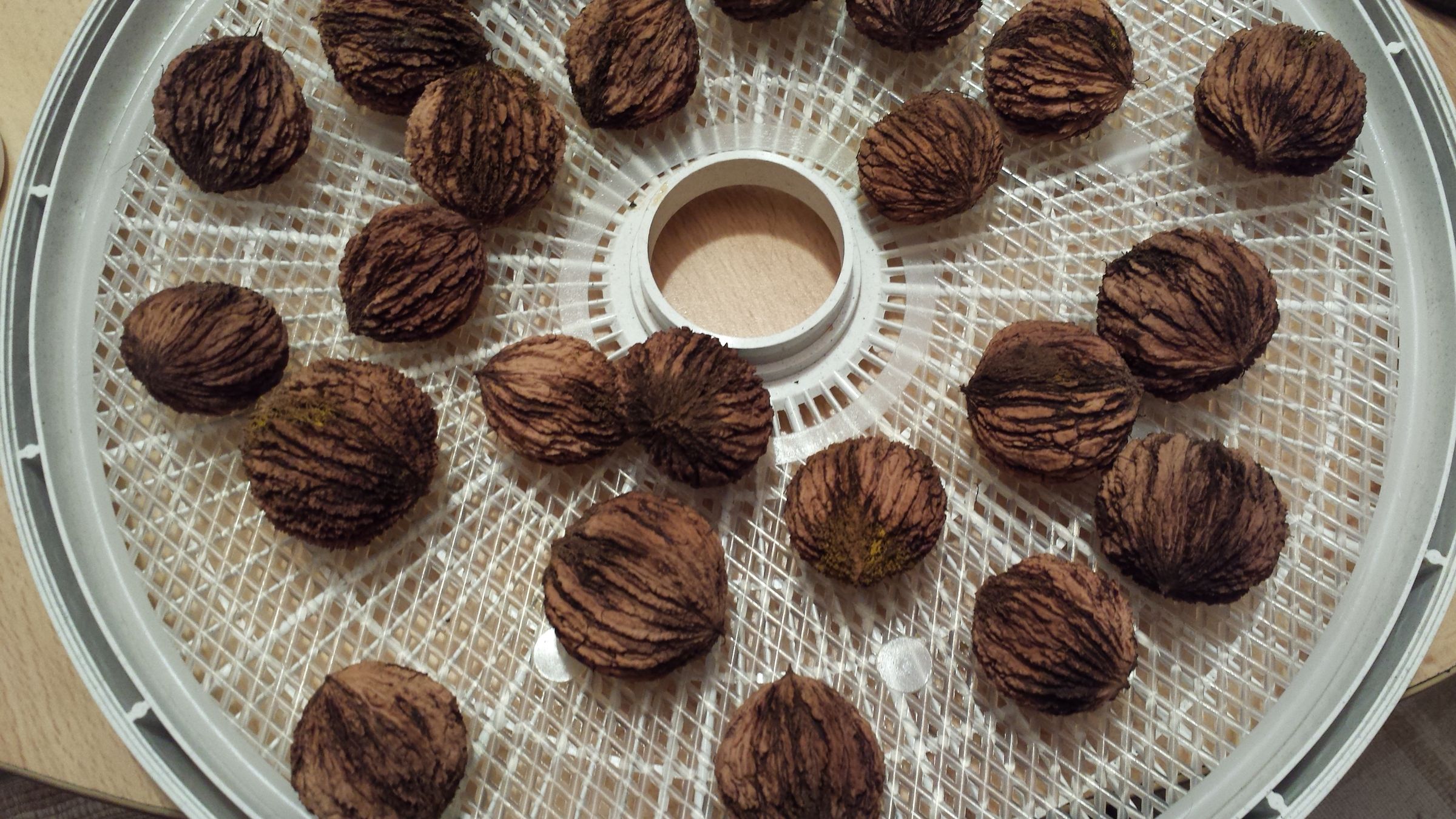 Forage and Process Your Own Black Walnuts! : 6 Steps (with Pictures ...