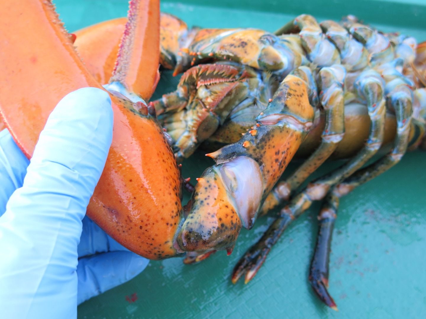 Lobster Dissection : 11 Steps - Instructables