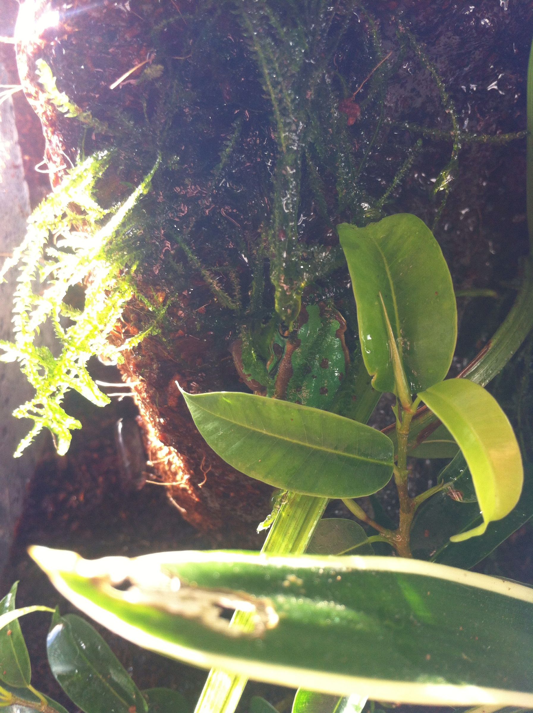 Terrarium/Vivarium Setup : 8 Steps (with Pictures) - Instructables