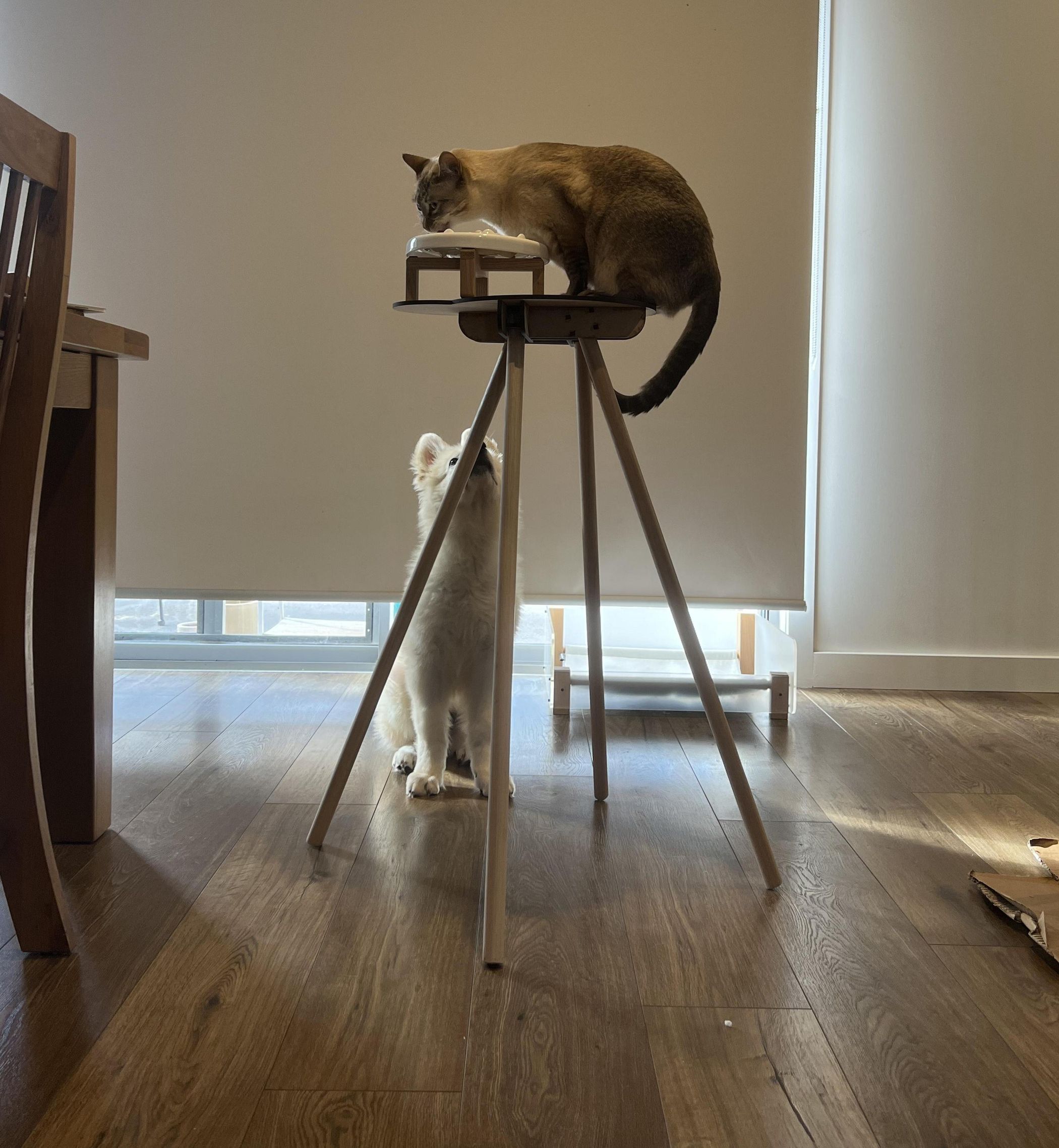 The New Cat Stool - Instructables