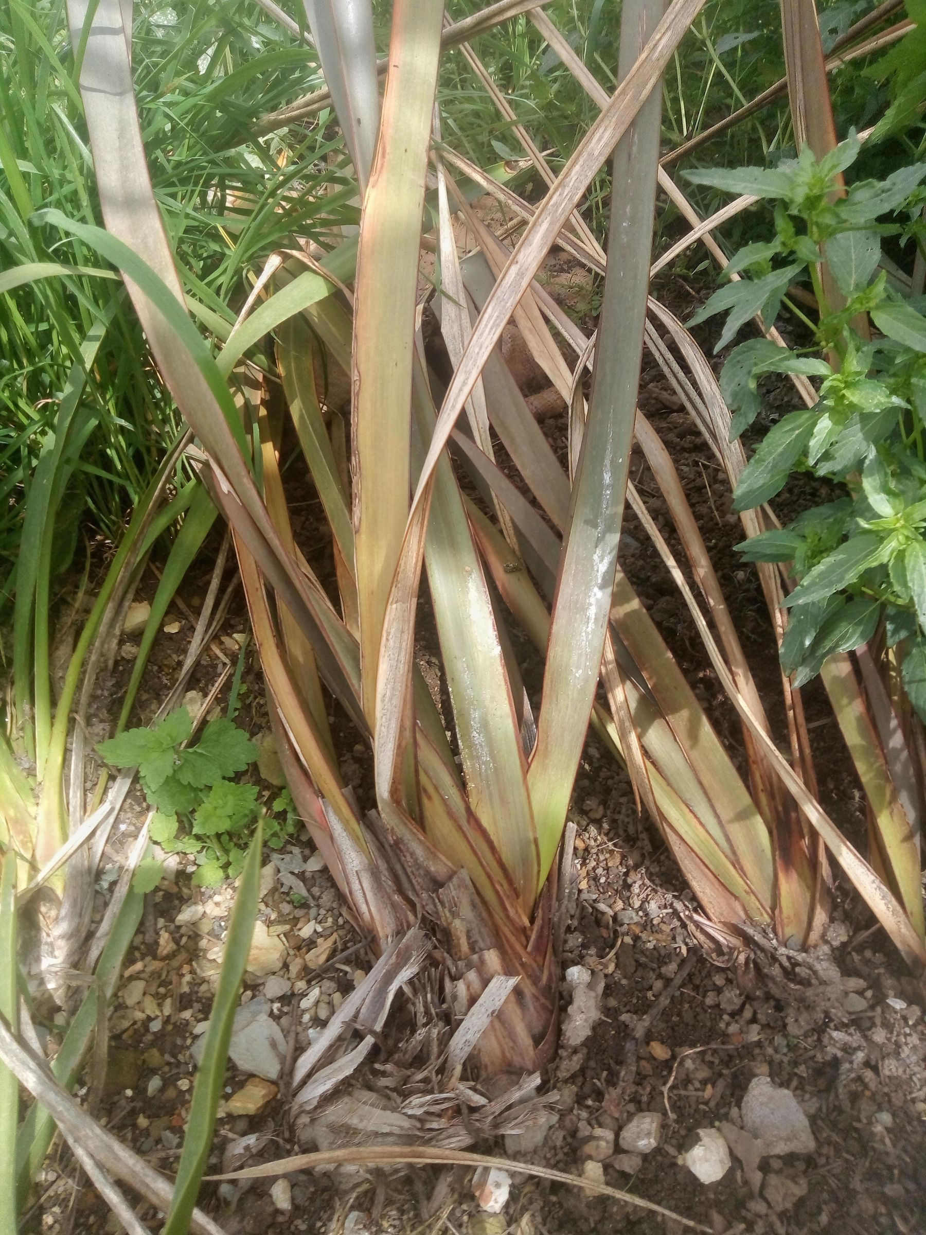 How to Make Rope / String With Natural Plant Fibers : 6 Steps (with ...