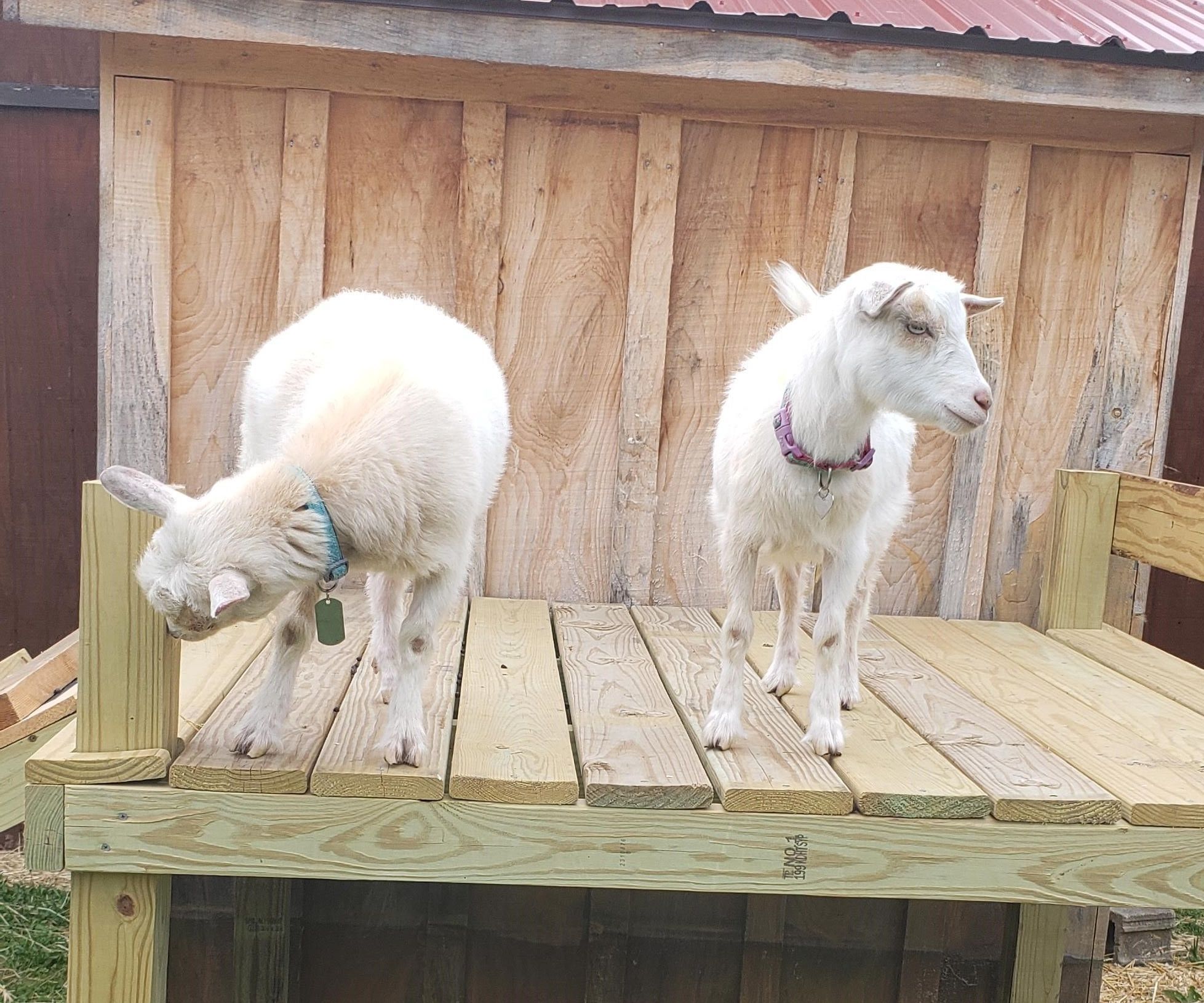 Goat Tower With Slide : 8 Steps (with Pictures) - Instructables