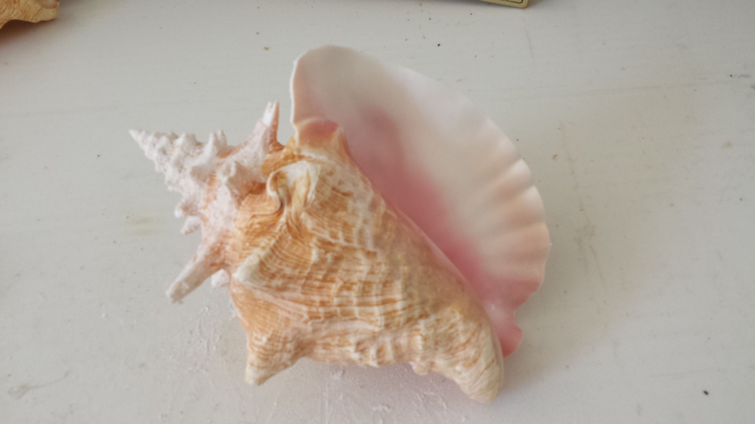 Queen Conch Horn : 4 Steps - Instructables