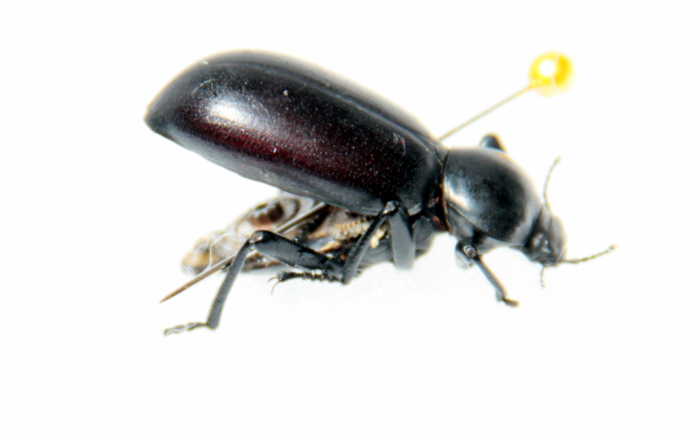 Clockwork Beetle : 6 Steps (with Pictures) - Instructables