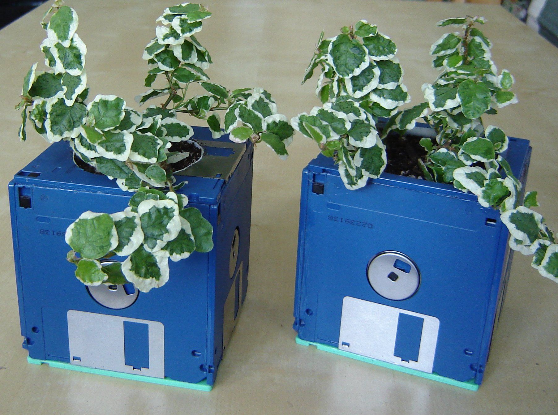 Floppy Disk Planter : 9 Steps (with Pictures) - Instructables