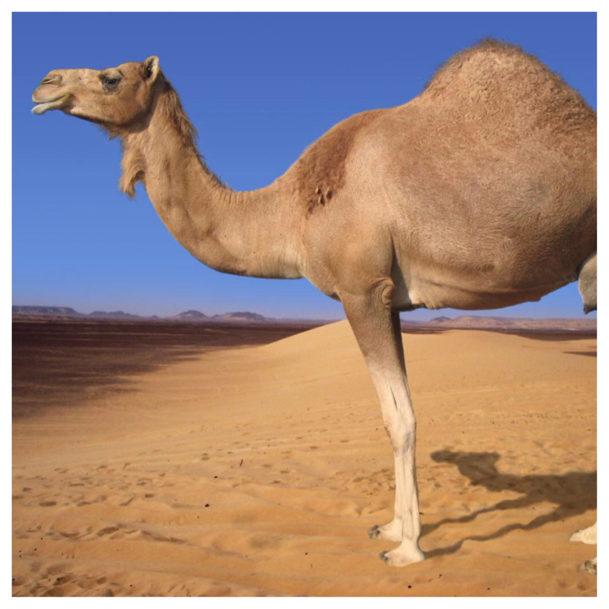 How to Put a Head That May or Not Be Yours, on a Camel : 3 Steps ...