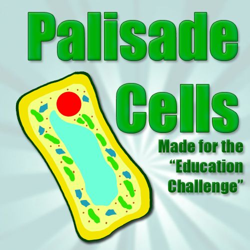 Palisade Cell Structure (Education Challenge Entry) - Instructables