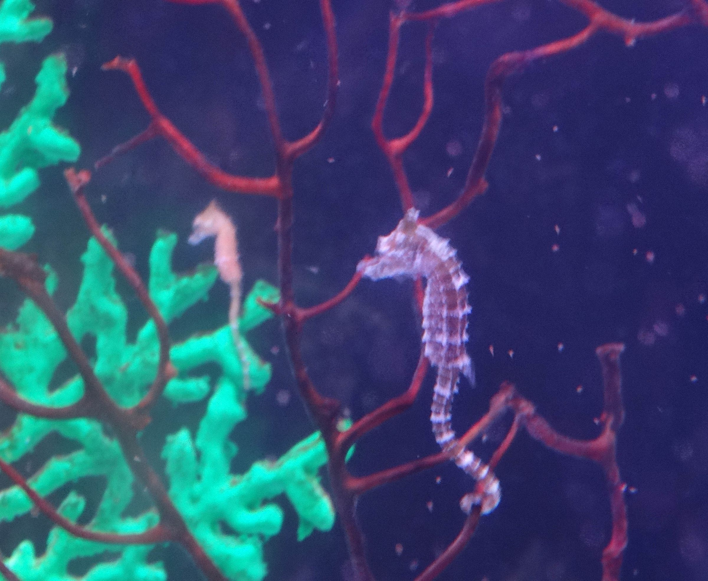 Seahorse Aquarium Kit
