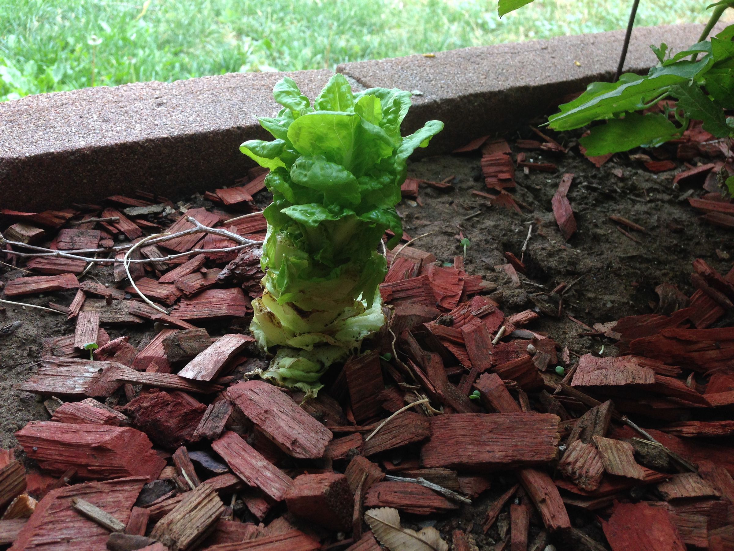 Recycling Lettuce : 3 Steps - Instructables