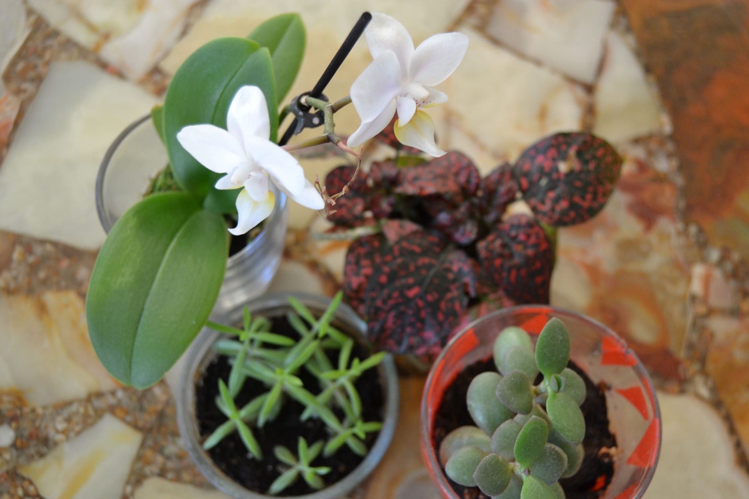 Laser Cut Planters : 7 Steps (with Pictures) - Instructables