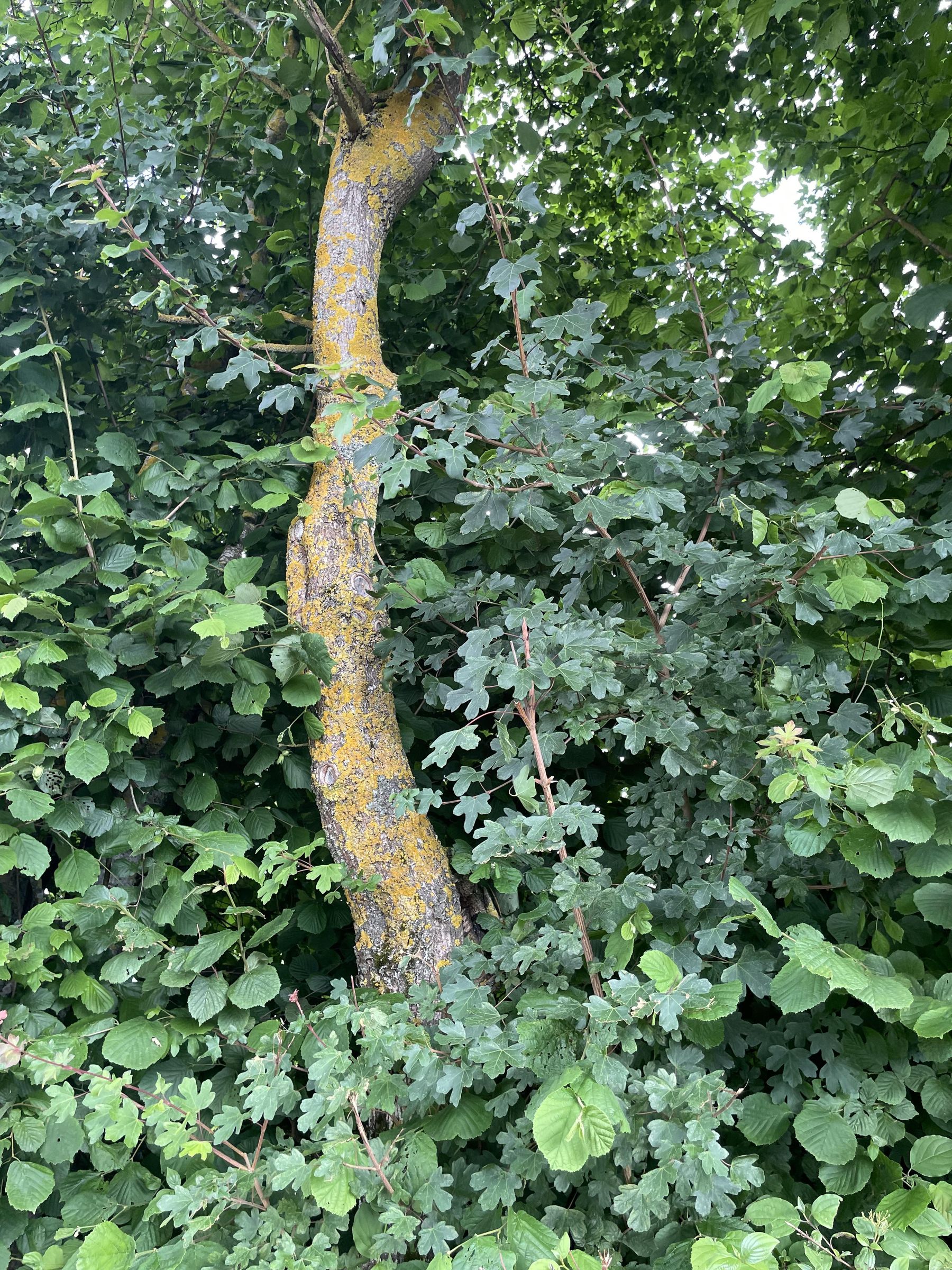 Turtle Basking Area : 6 Steps (with Pictures) - Instructables