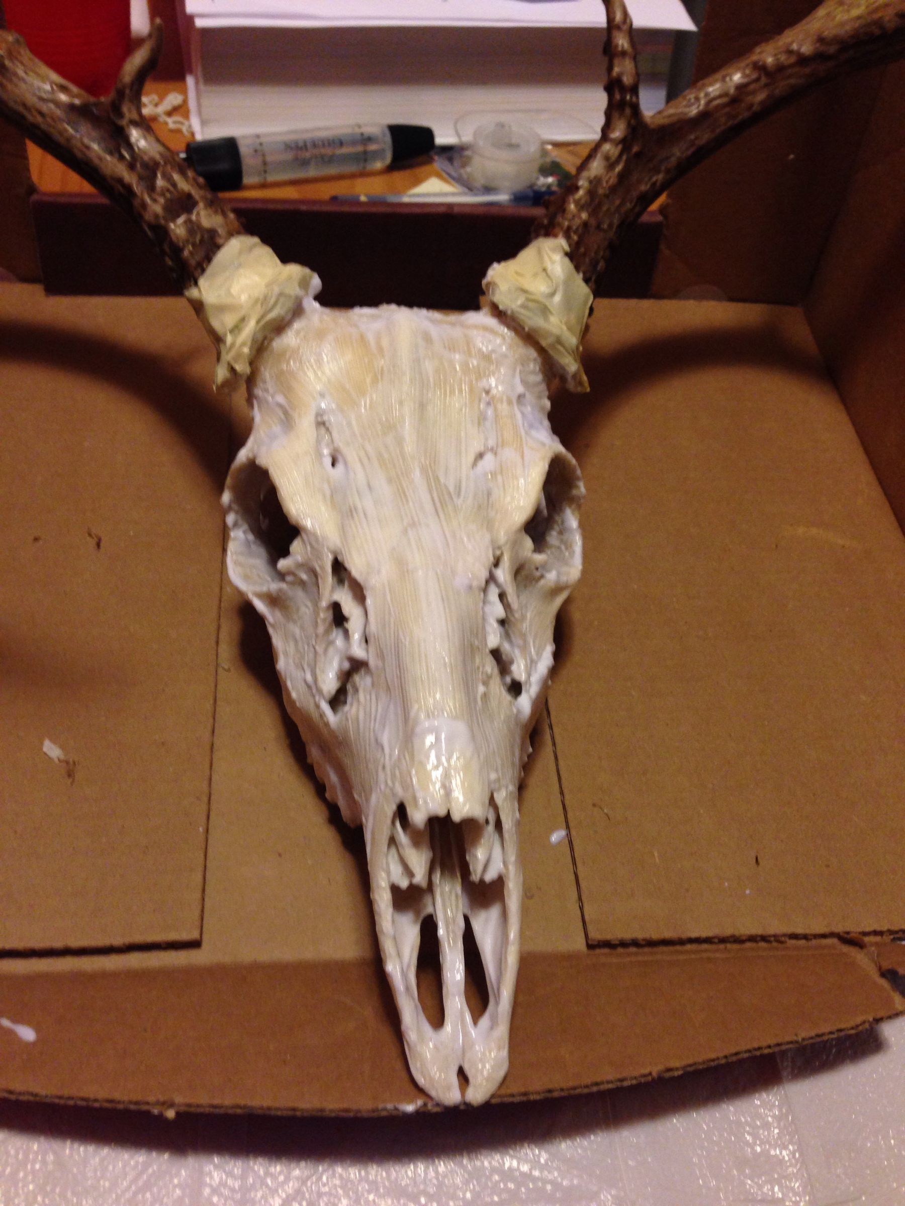 European Mounted Deer : 10 Steps - Instructables