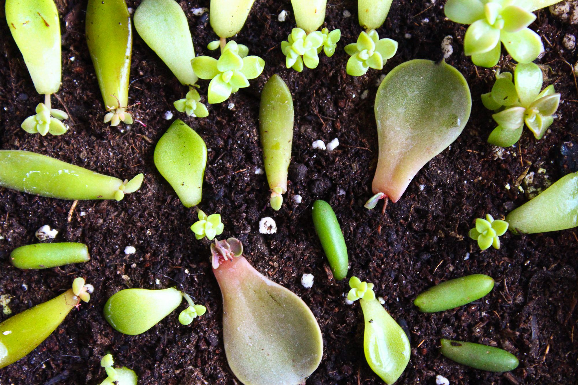 How to Propagate & Grow Succulents From Leaves : 8 Steps (with Pictures ...