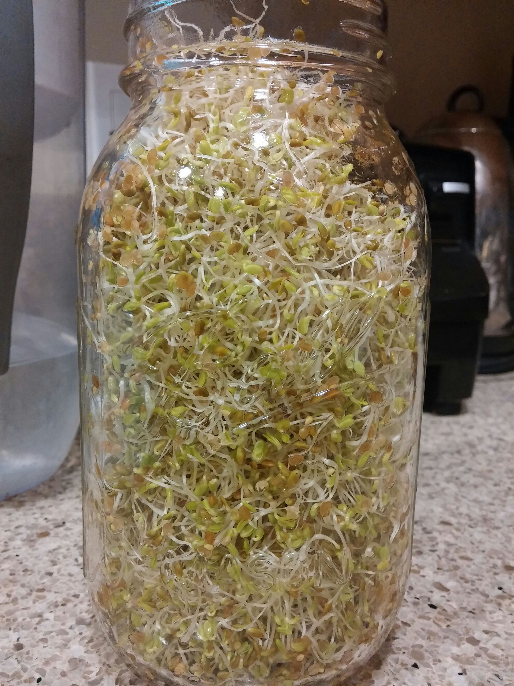 How to Grow Sprouts in a Glass Jar : 3 Steps (with Pictures ...