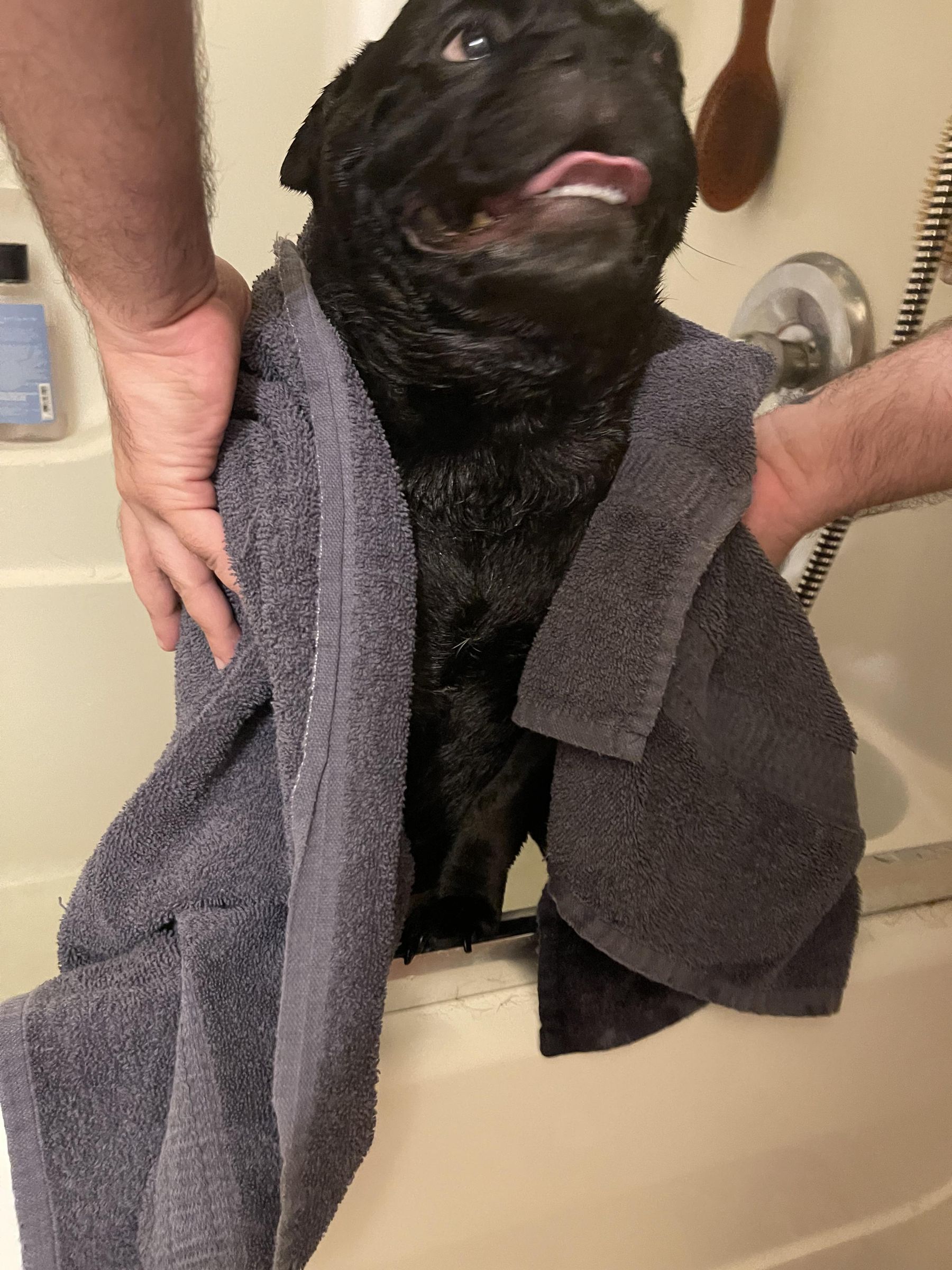 How to Groom Your Pug : 13 Steps (with Pictures) - Instructables