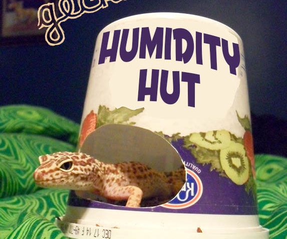 Recycled Gecko Humidity Hut : 7 Steps (with Pictures) - Instructables
