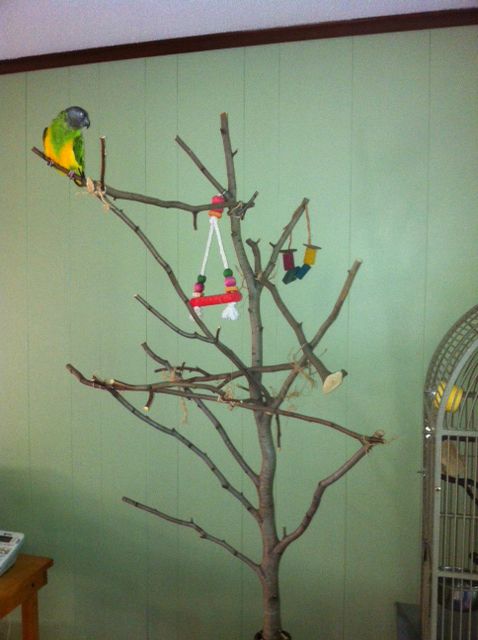 Parrot Play Gym on a Budget : 7 Steps - Instructables