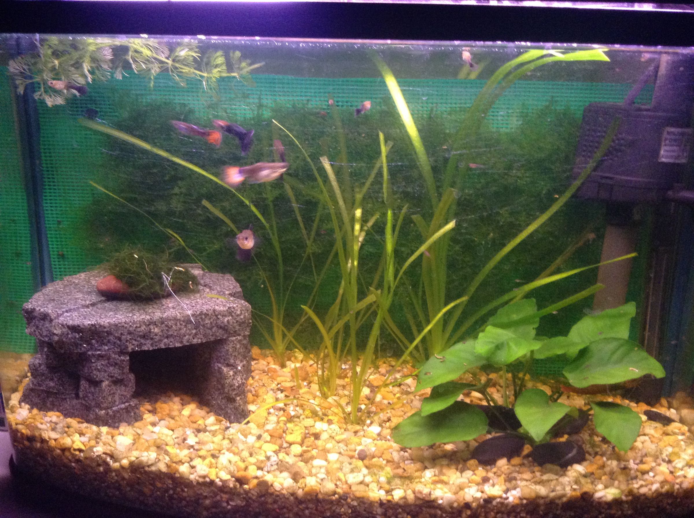 How to Build Aquarium. : 6 Steps (with Pictures) - Instructables
