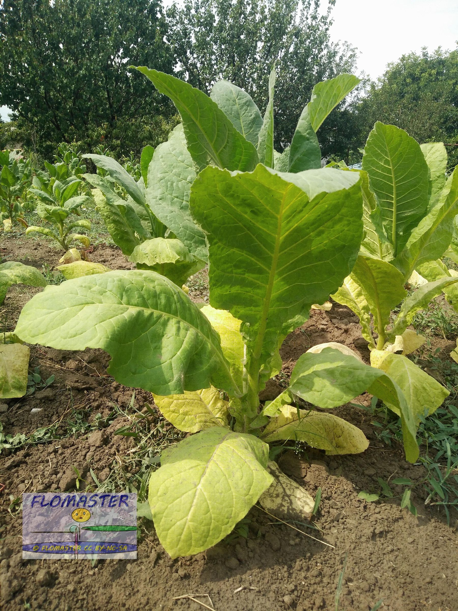 🌼 Dispenser for Sowing Tiny Seeds 🌼 : 15 Steps (with Pictures ...