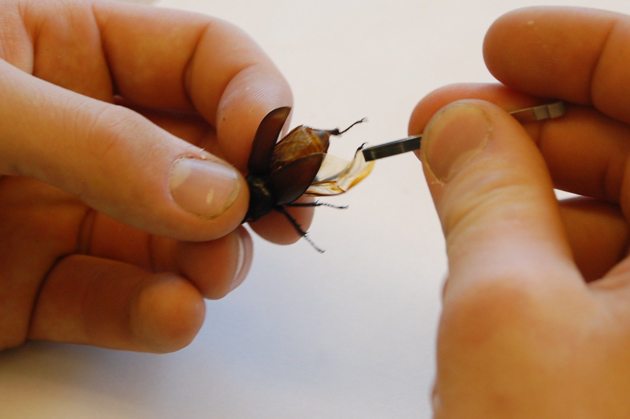 Gigabeetle (Dead Drop Beetle) : 3 Steps (with Pictures) - Instructables
